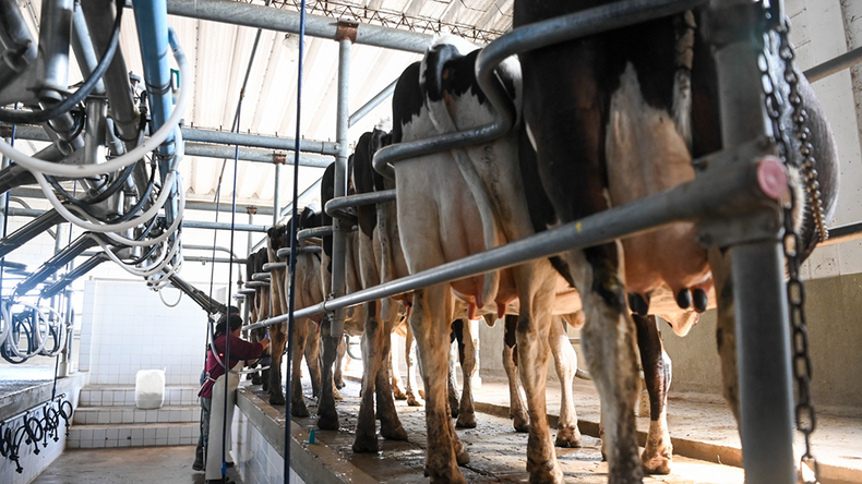 Argentina lidera el crecimiento de la lechería global